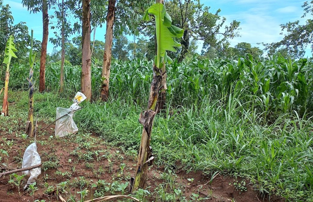 Agriculture and food security – Real Link Center for Research and ...